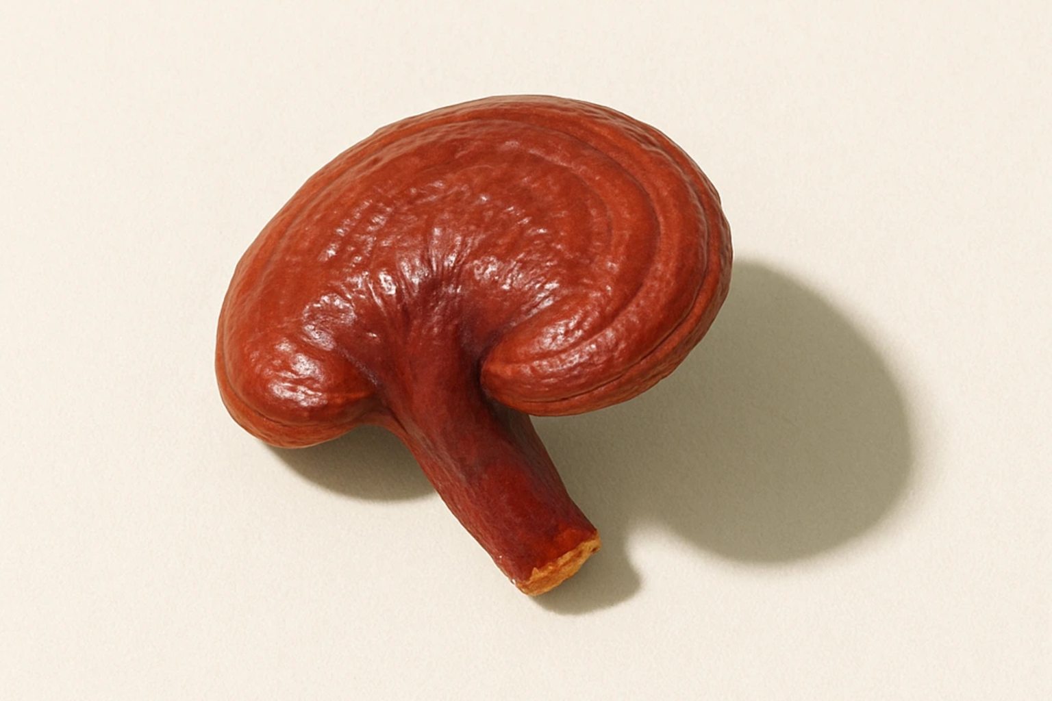 Calming Reishi Mushroom Supplements for Relaxation – Lifecykel
