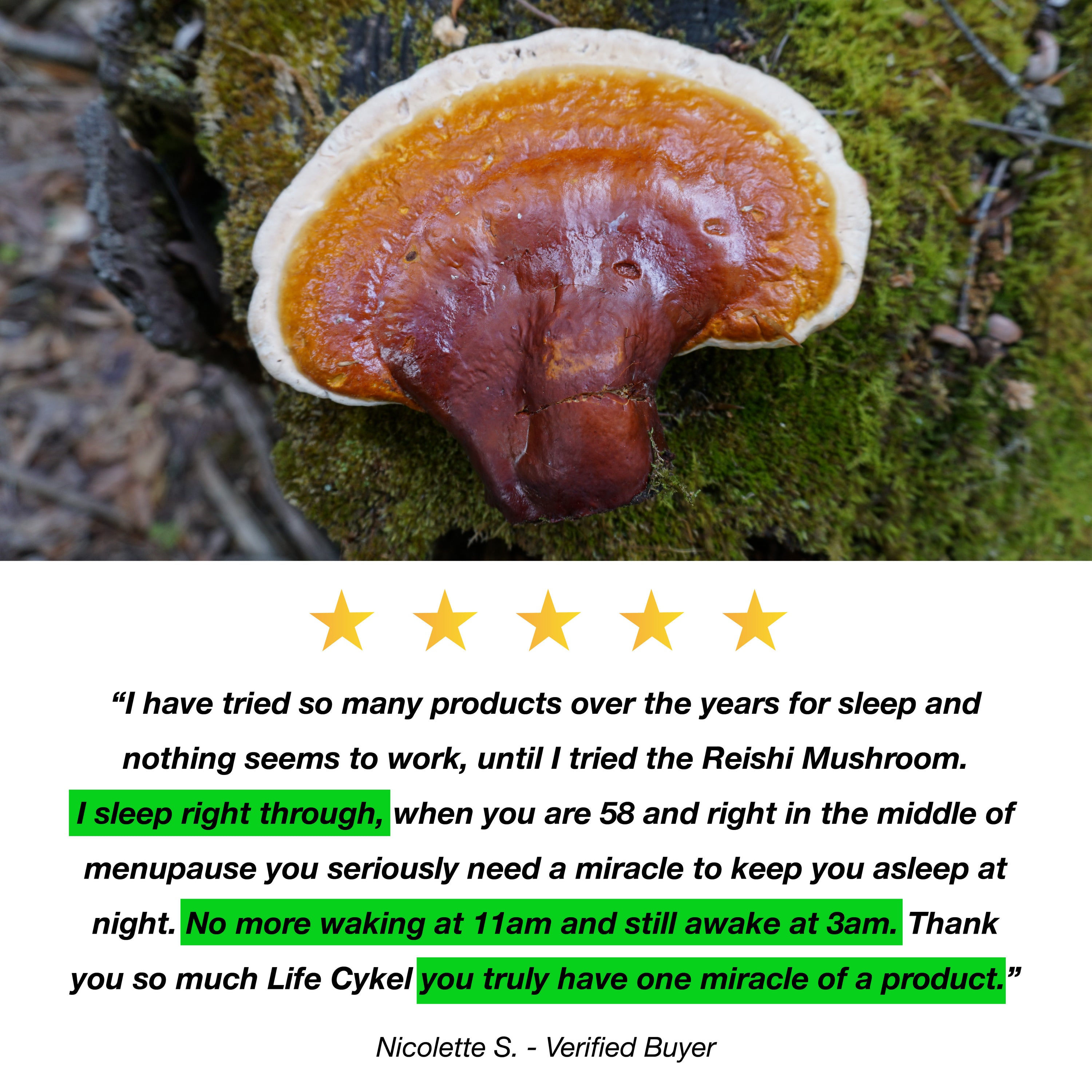 Reishi Mushroom Extract Flavouring — Life Cykel