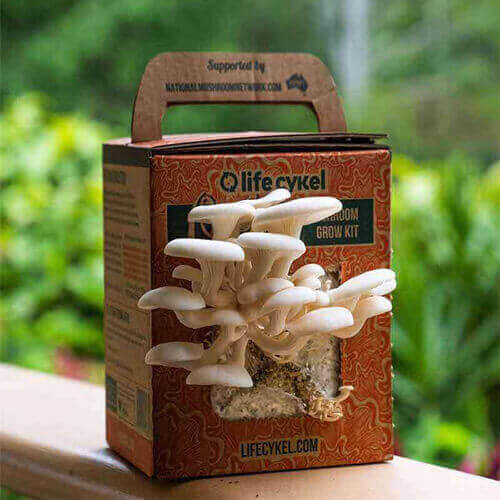 Life Cykel | Mushrooms are our future | Functional Mushroom Products